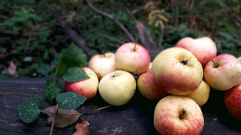 Fresh Red Apples with a Vine that Surrounds Them on a Log. Fresh Red ...
