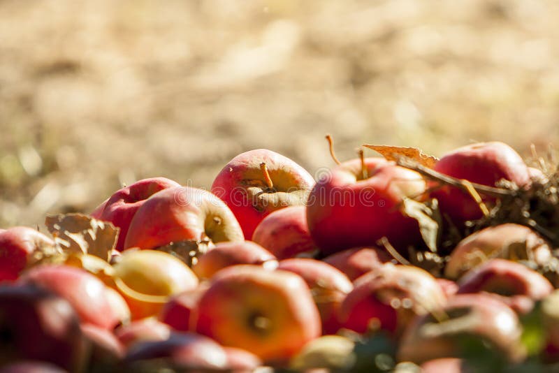 Fresh red apples stock photo. Image of apple, orchard - 79234088
