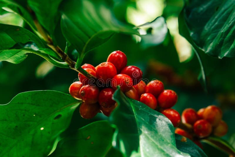 Fresh Red Arabica Cherry Coffee Beans with Coffee Trees Stock Photo ...