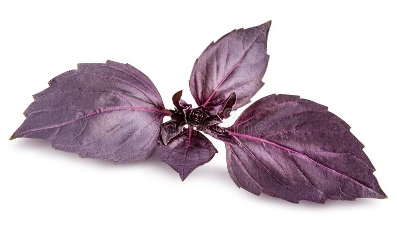Fresh Red Basil Herb Leaves Isolated on White Background Stock Image ...