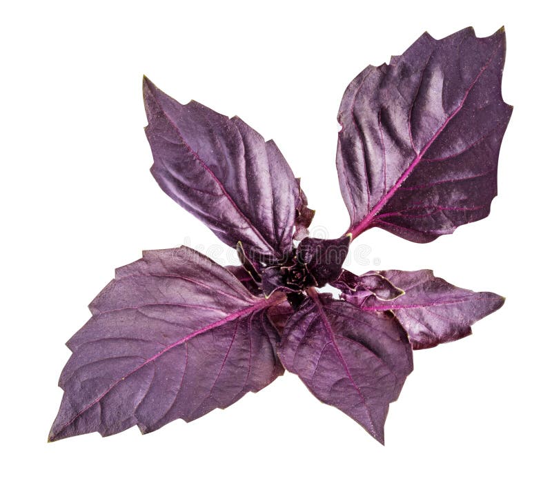 Fresh Red Basil Herb Leaves Isolated on White Background Stock Image ...