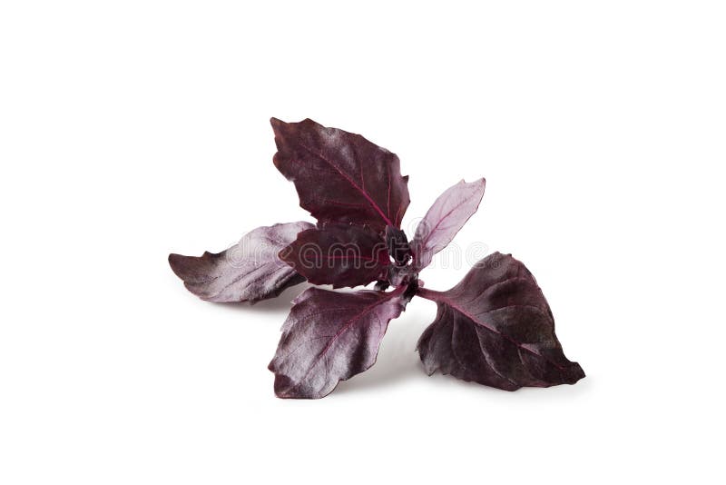 Fresh Red Basil Leaves Isolated on White Background. Clipping Path ...