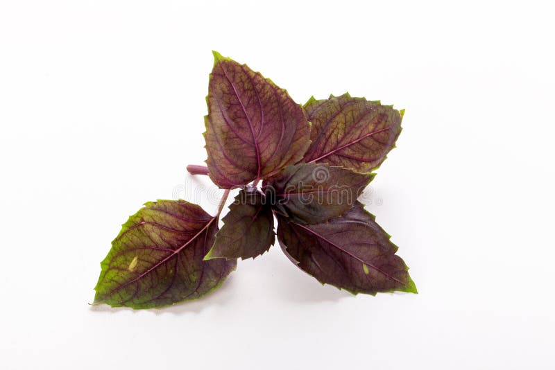 Fresh Red Basil Leaf with Water Drops and Reflection Isolated on a ...
