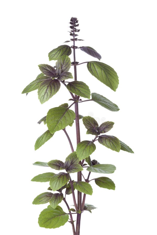 Fresh red basil plant stock photo. Image of fresh, ingredient - 24995764
