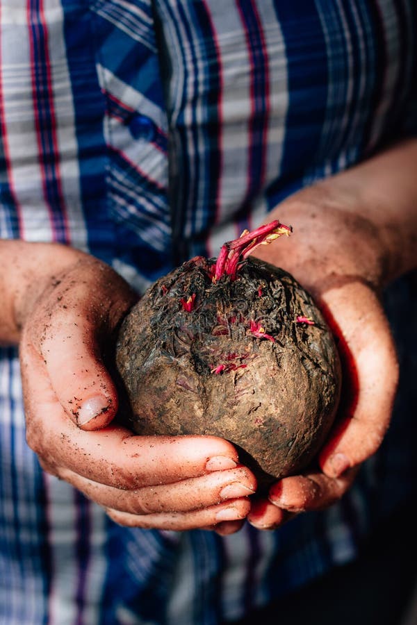 Fresh Red Beet at Hands of Farmer. Stock Image - Image of hand ...