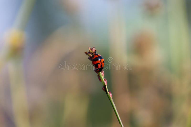 Fresh Red Beetles Hanging from Tree Branches Stock Photo - Image of ...