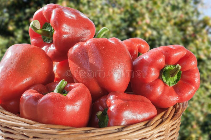 Fresh red bell pepper stock photo. Image of agriculture - 114548178