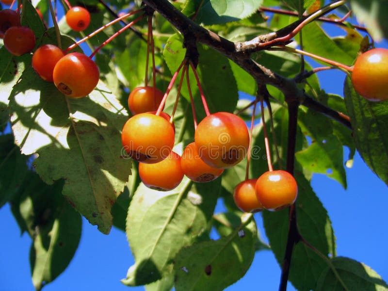 Fresh red berries stock image. Image of green, orange, yellow - 263497