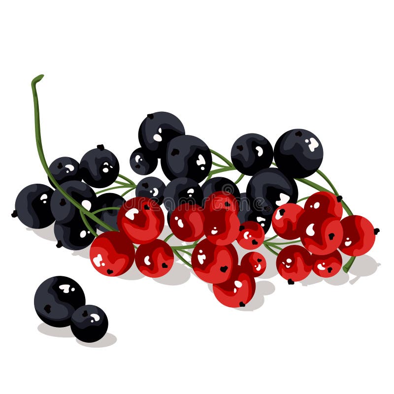 Fresh Red & Black Currant Stock Vector - Illustration of juicy, healthy ...