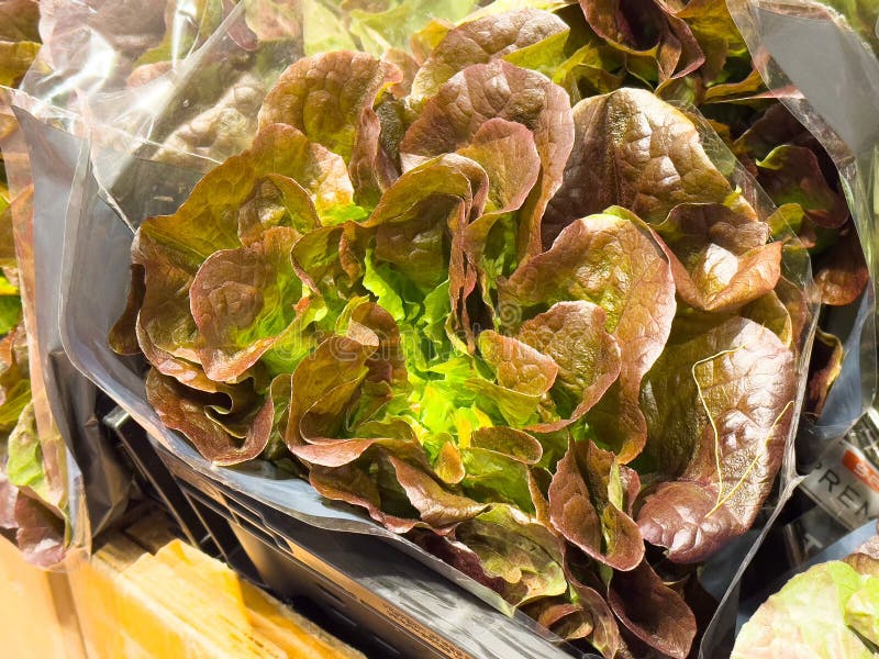 Fresh Red Butterhead Lettuce Display Market Stock Photos - Free ...