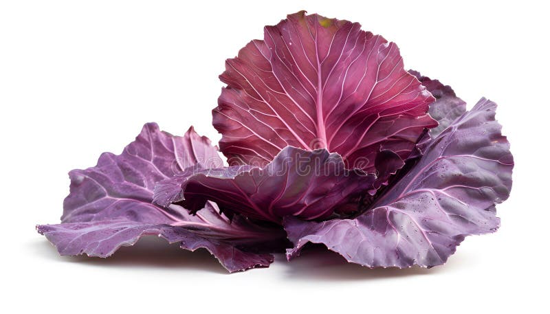 Fresh Red Cabbage Leaf Isolated on White Stock Photo - Image of ...