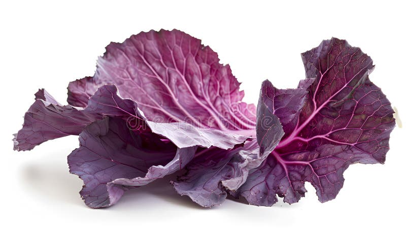 Fresh Red Cabbage Leaf Isolated on White Stock Photo - Image of ...