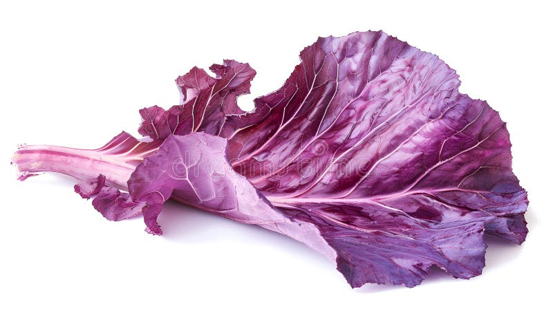 Fresh Red Cabbage Leaf Isolated on White Stock Image - Image of cooking ...