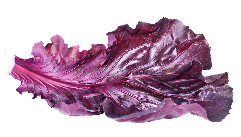 Fresh Red Cabbage Leaf Isolated on White Stock Photo - Image of plant ...