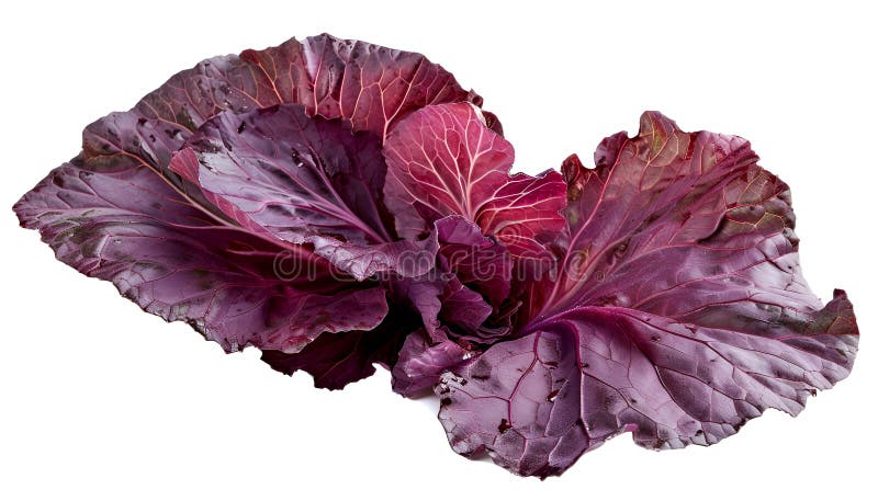 Fresh Red Cabbage Leaf Isolated on White Stock Image - Image of cooking ...