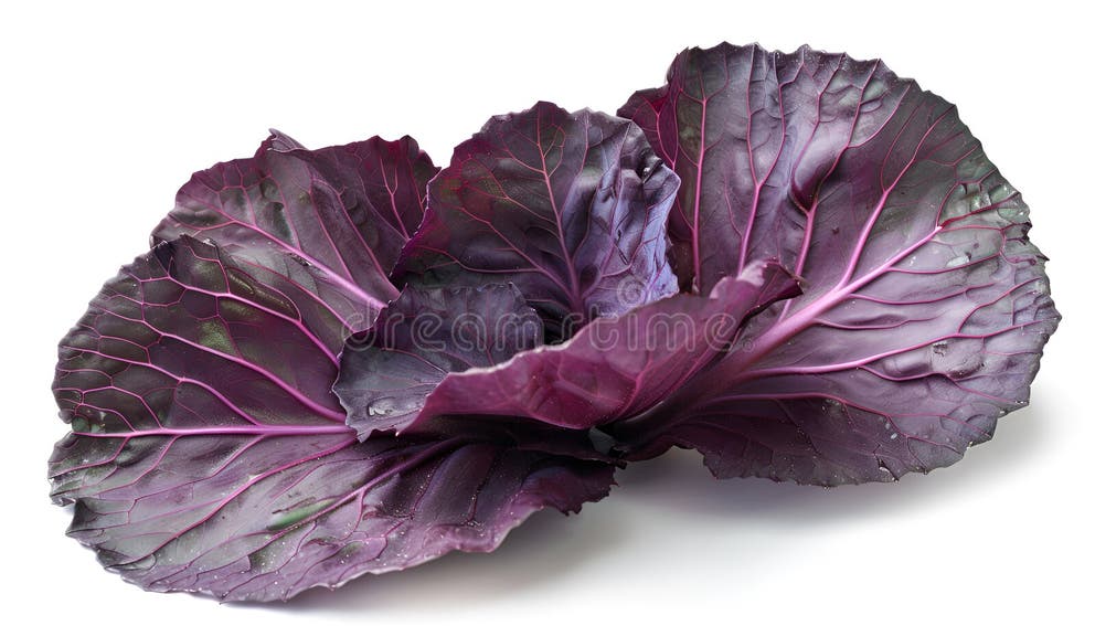 Fresh Red Cabbage Leaf Isolated on White Stock Image - Image of ...