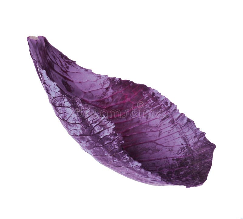 Fresh Red Cabbage Leaf Isolated on White Stock Image - Image of ...