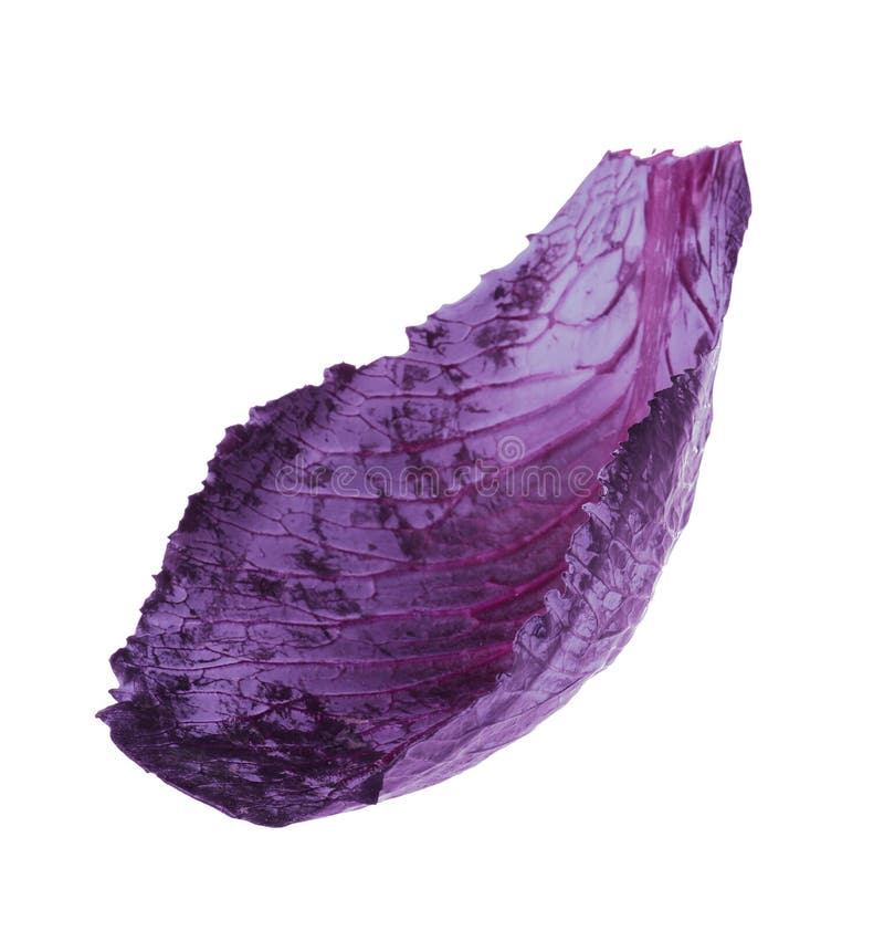 Fresh Red Cabbage Leaf Isolated on White Stock Photo - Image of cabbage ...
