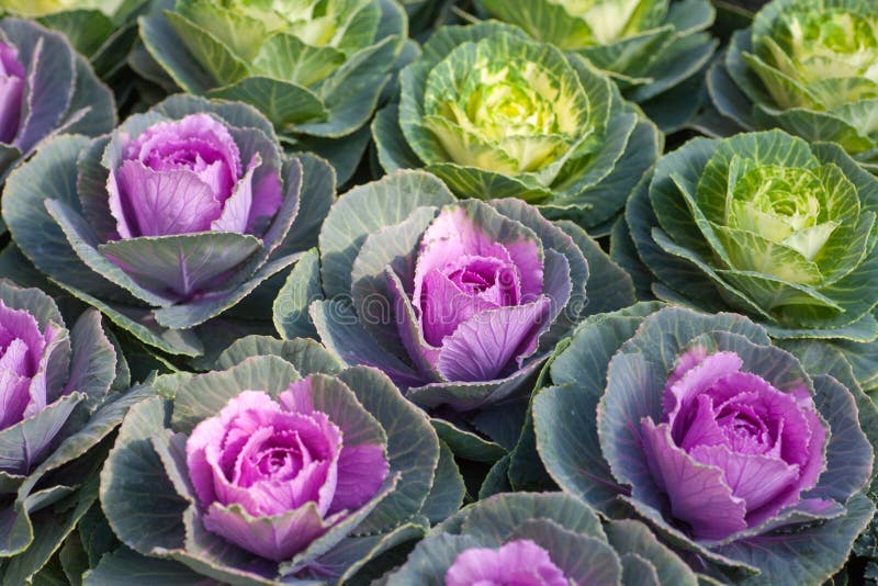 Fresh Red Cabbage Vegetable Stock Image - Image of ornamental, foliage ...