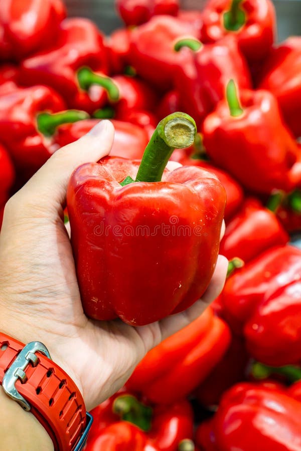 A Fresh Red Capsicum Annuum in a Hand Stock Photo - Image of color ...