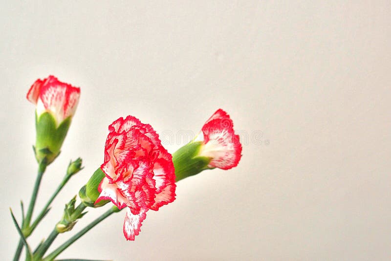 Fresh Red Carnation Flower on a Bright Smooth Background Stock Image ...