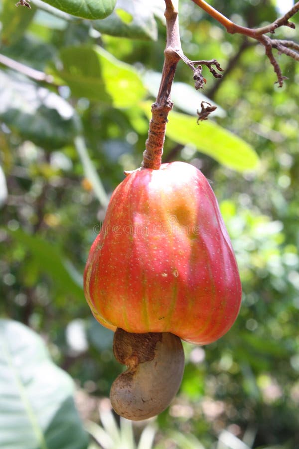Fresh Red Cashew Nut Fruit on Branch Tree in the Garden Stock Image ...