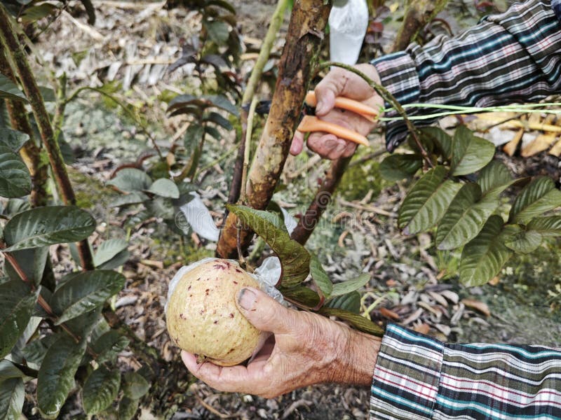 The Fresh Red Cattley Guava Fruit. Stock Image - Image of strawberry ...