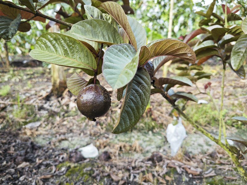 The Fresh Red Cattley Guava Fruit. Stock Image - Image of leaf ...