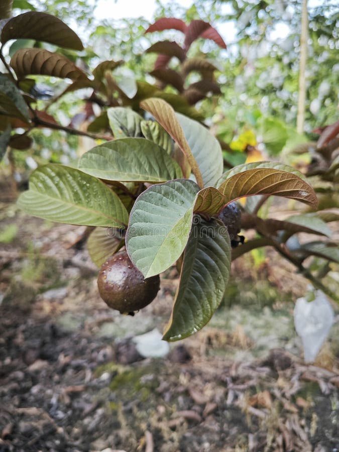 The Fresh Red Cattley Guava Fruit. Stock Image - Image of nature ...