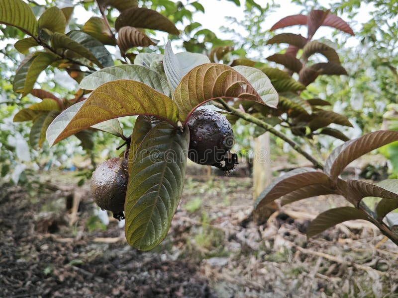 The Fresh Red Cattley Guava Fruit. Stock Image - Image of flesh ...
