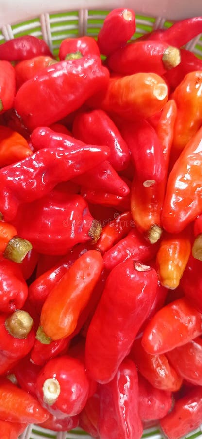 Fresh Red Cayenne Pepper is Picked from the Spicy Red Tree Fresh ...