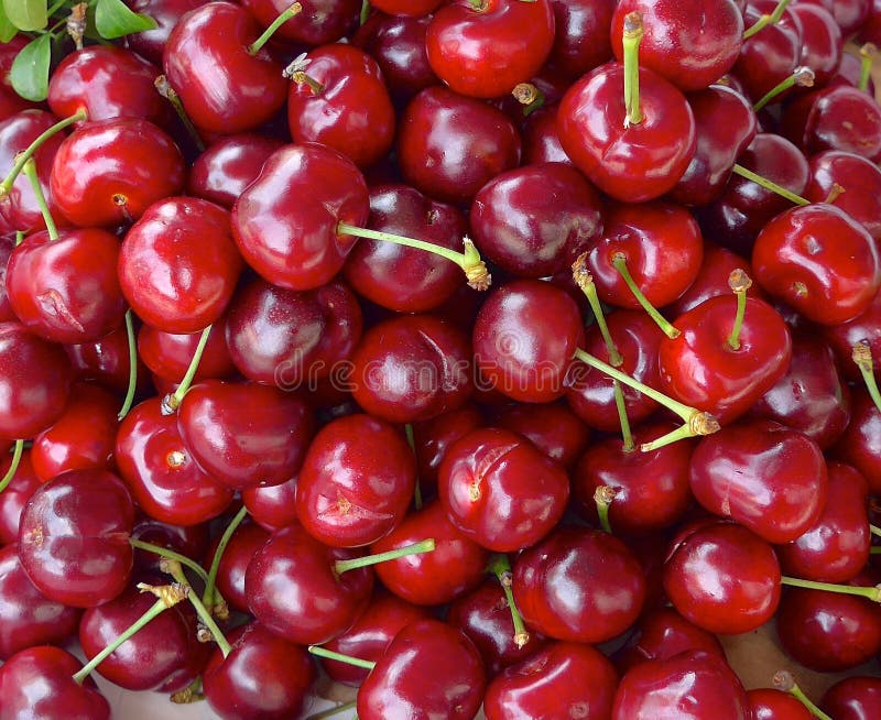 Fresh red cherries closeup stock image. Image of people - 71125841