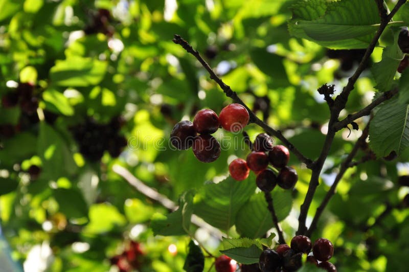Cherry tree with cherries stock image. Image of evergreen - 336133699