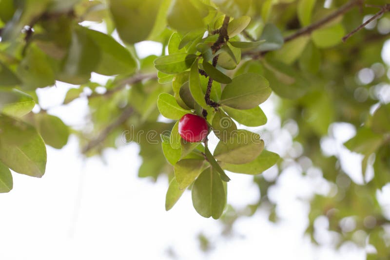 Fresh Red Cherry on the Tree in the Garden. Stock Photo - Image of ...