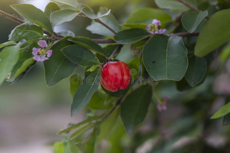 Fresh Red Cherry on the Tree in the Garden. Stock Image - Image of ...