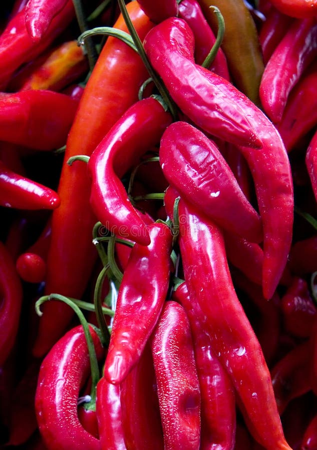 Fresh red chili stock image. Image of asia, heat, mexican - 10363755