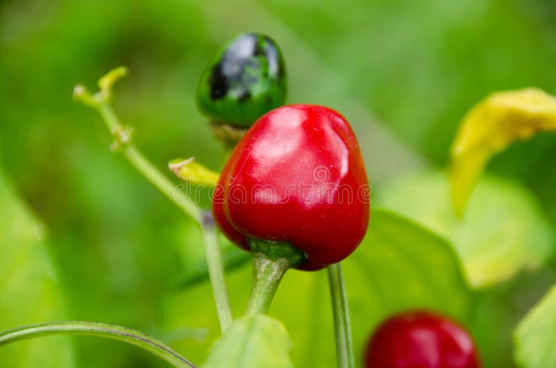 Fresh Red Chili Growing on Tree , Red Chili,Chili Tree. Stock Image ...