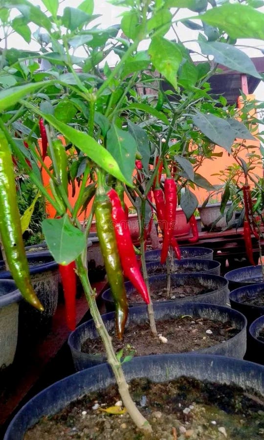 Fresh Red Chili Plants in the Garden Stock Image - Image of yard ...