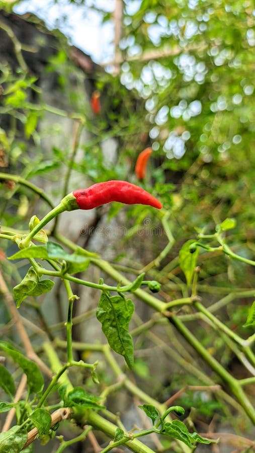 Fresh Red Chili that is Still on the Tree Stock Image - Image of still ...