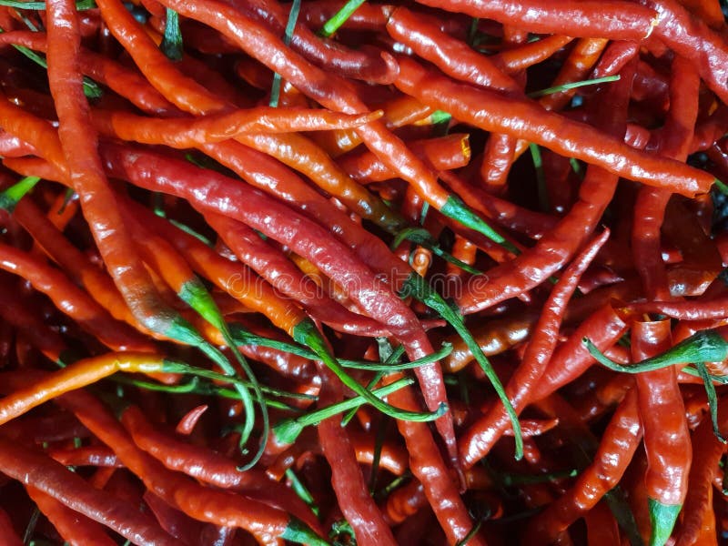 Fresh Red Chilli 2 stock image. Image of food, crop - 248056711