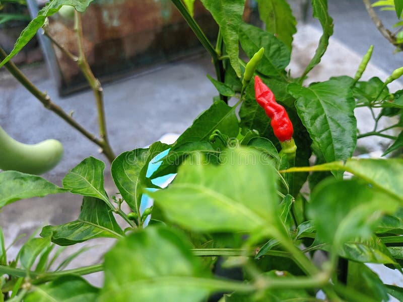 Fresh Red Chilli Paper in Garden Stock Image - Image of summer, spice ...