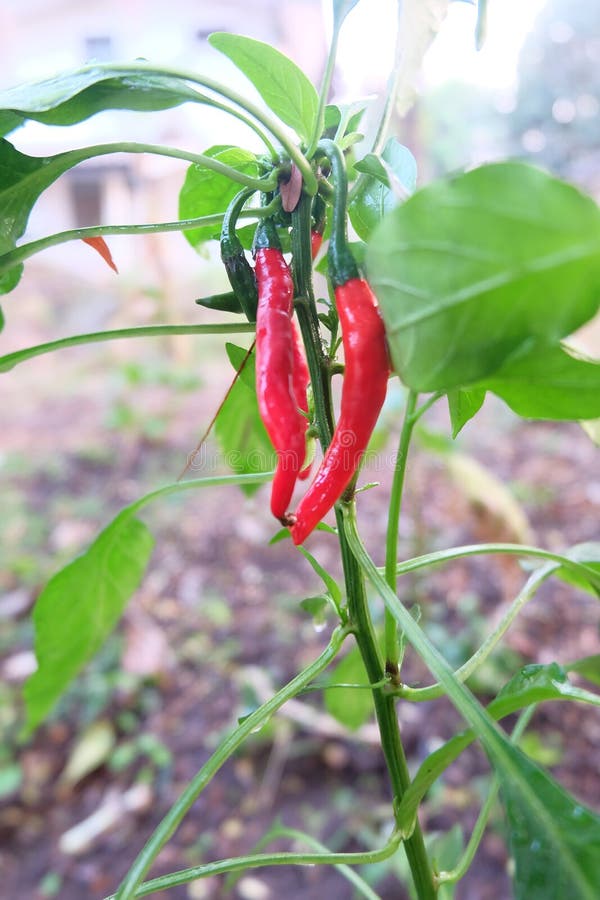 Fresh Red Chilli Plants in Nature Stock Photo - Image of organic, macro ...