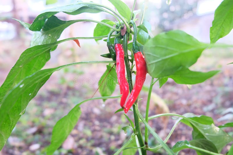 Fresh Red Chilli Plants in Nature Stock Image - Image of table, wooden ...