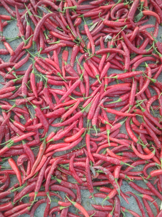 Fresh Red Chilli Spread on Ground Stock Photo - Image of chilli, spread ...