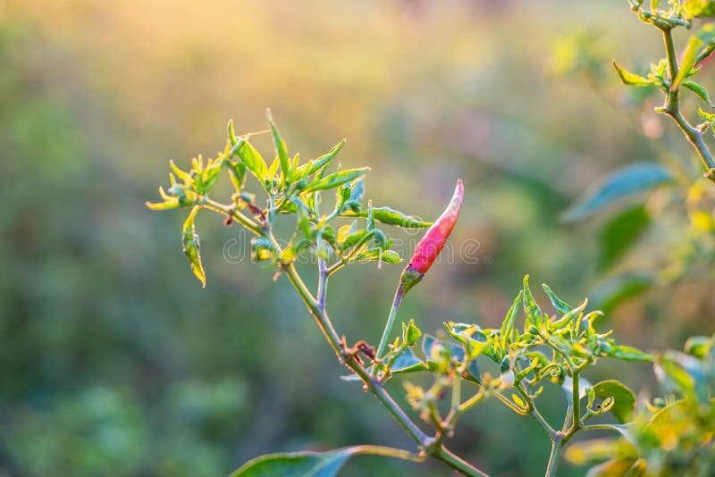 Fresh Red Chilli from Chilli Trees Stock Photo - Image of health ...