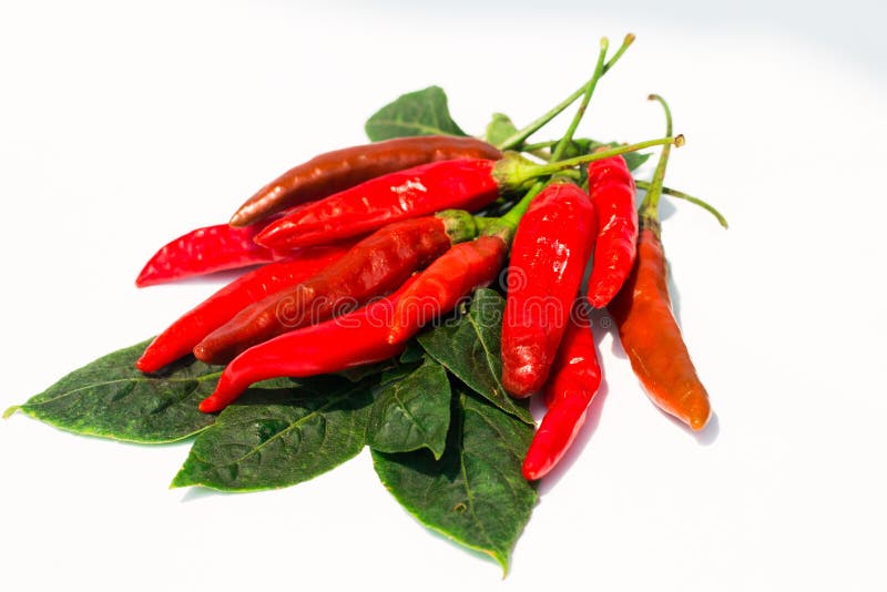 Fresh Red Chilli on White Background Stock Photo - Image of fresh ...