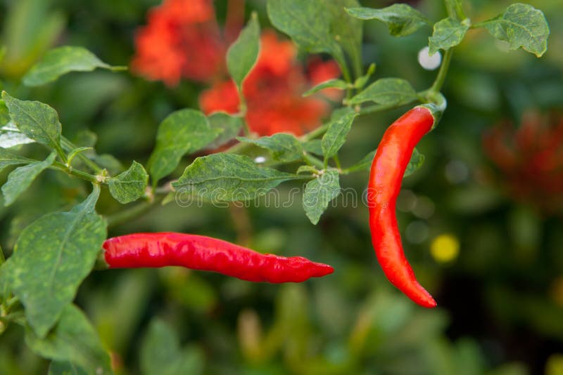 Fresh red chillies stock image. Image of gourmet, medicinal - 27184639