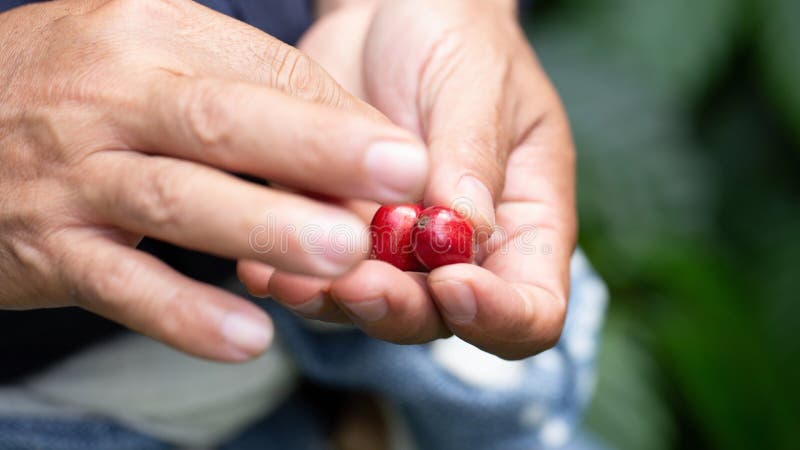 Fresh Red Coffee Red Cherry Coffee Bean in Hands Stock Photo - Image of ...