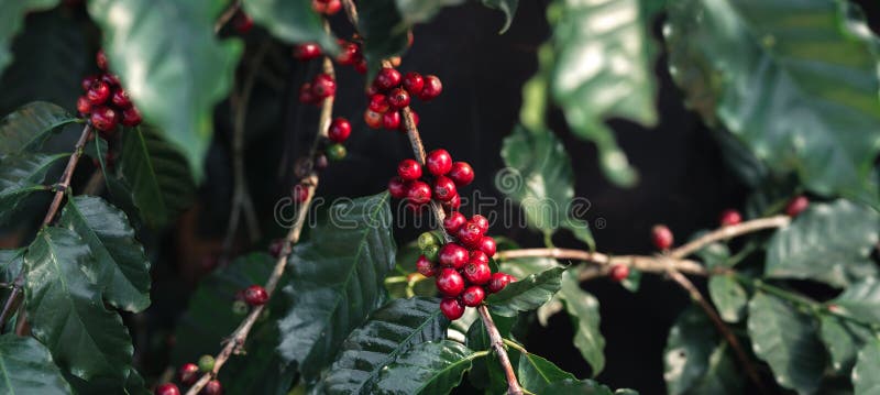 Fresh Red Coffee Red Cherry Coffee Bean in Hands Stock Image - Image of ...