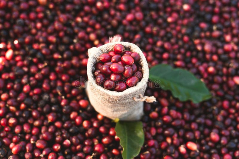 Fresh Red Coffee Red Cherry Coffee Bean in Hands Stock Image - Image of ...